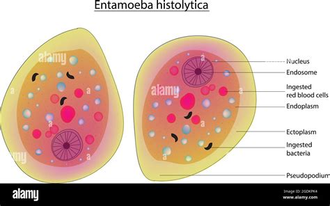 Entamoeba Histolytica Cell Structure Hi Res Stock Photography And