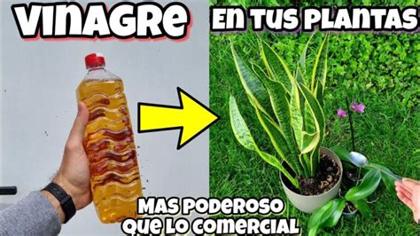 Descubre cómo pulverizar plantas con vinagre las mantiene saludables