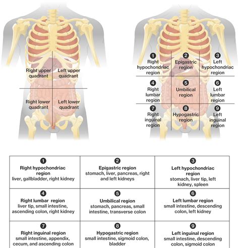 Solved Chapter Problem B Medical Terminology Systems A Body