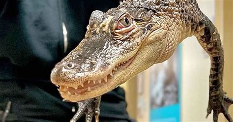 Owner Of Escaped Jersey Shore Alligator Facing Charges