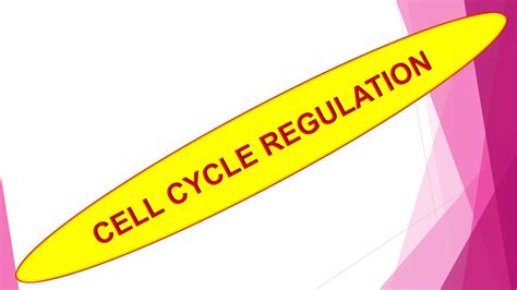 Cell Cycle Regulation Ppt Ppt