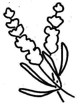 Planse De Colorat Flori Lavanda De Colorat P03 Desene De Colorat