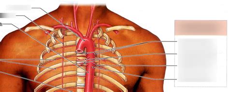 Branches Of The Thoracic Aorta Diagram Quizlet