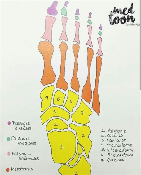 Huesos Del Pie Medical Anatomy Human Anatomy And Physiology