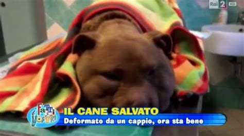 Effetto Palla Onlus Il Cane Palla E Monica Pais Ospiti Su Rai 2 Al