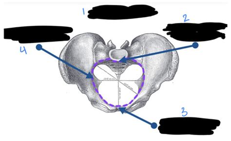 Abdomen Pelvis And Perineum Flashcards Quizlet
