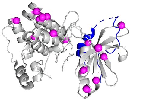 Resurrecting Ancient Protein Partners Reveals Origin Of Protein Regulation