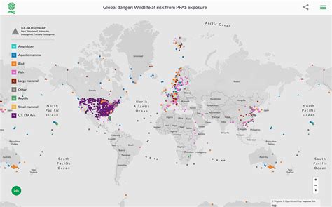 Pfas Forever Chemicals Harming Wildlife The World Over Study South