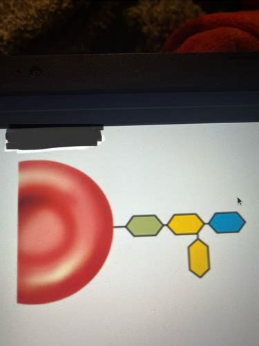 Blood Typing Flashcards Quizlet