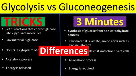 Difference Between Glycogenolysis And Gluconeogenesis 60 OFF
