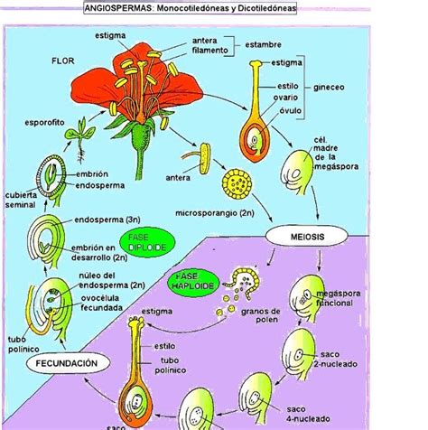 Ciclo De Vida De Las Angiospermas