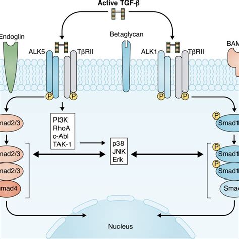 TGF β signaling pathways in tissue fibrosis TGF β stimulates a