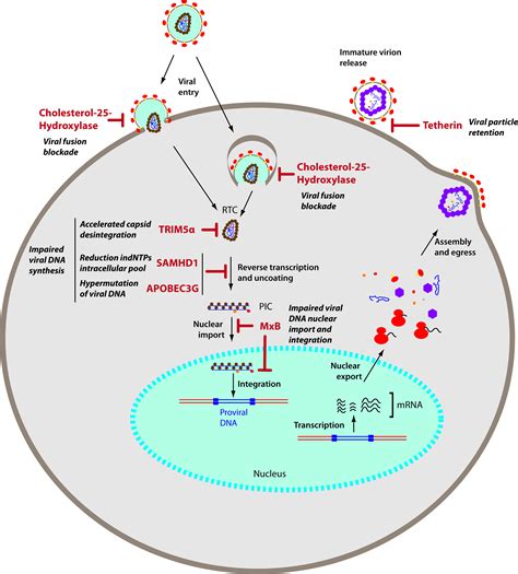 Inhibition Of HIV Replication By Host Cellular Factors IntechOpen