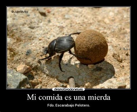 Mi Comida Es Una Mierda Desmotivaciones