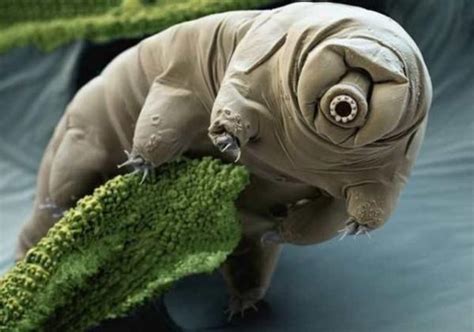 Los 30 animales más raros del mundo FOTOS y EJEMPLOS