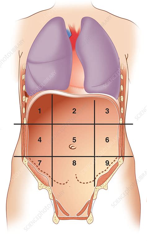 Nine Abdominal Regions Artwork Stock Image C010 7124 Science