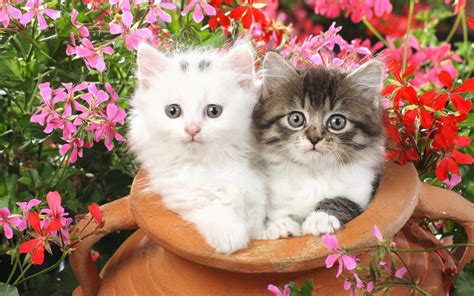 Baby Cats Wallpapers Wallpaper Cave