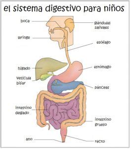sistema digestivo para niños La digestión Partes y funciones