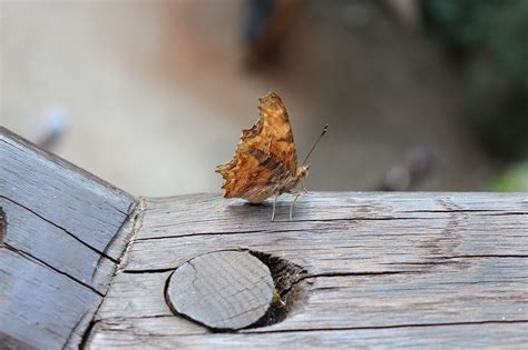 Mariposa Naturaleza Insecto Foto Gratis En Pixabay Pixabay