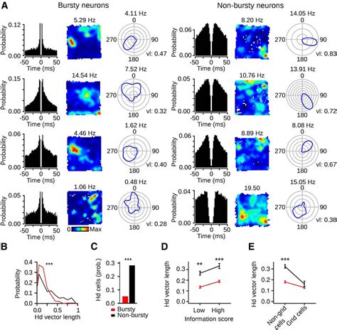 interspike intervals reveal functionally distinct cell populations in the medial entorhinal