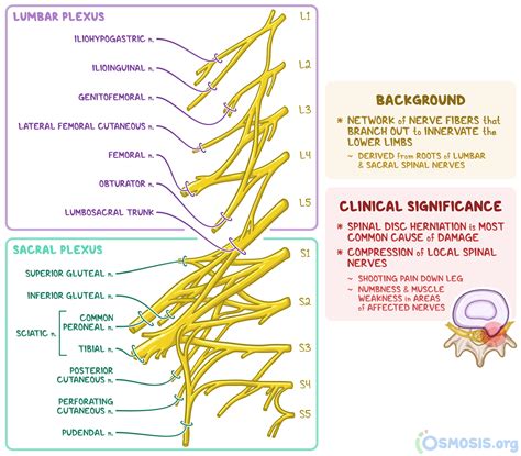 Lumbar Nerves 4 And 5