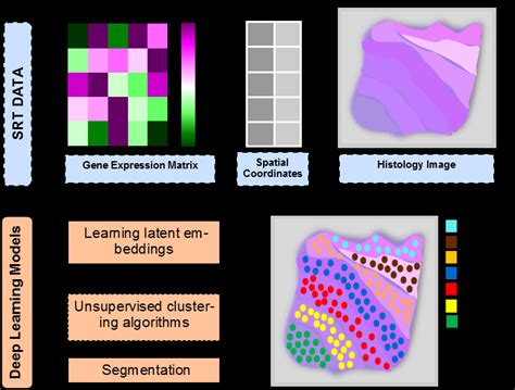 identifying spatial domains with deep learning algorithms on a download scientific diagram