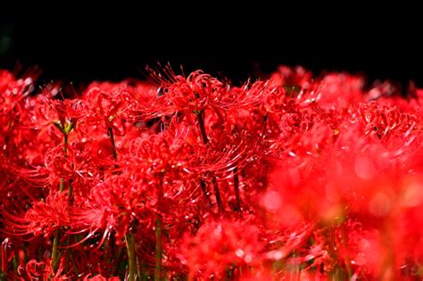 花回廊 Ⅰ by ruuki ID4880594 写真共有サイト PHOTOHITO