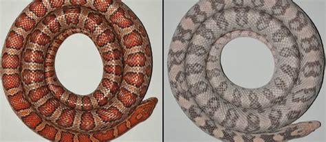 Las Serpientes Revelan El Origen De Los Colores De La Piel