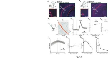 purely temporal coding of odor intensity in ca1 a fan and pyramidal download scientific