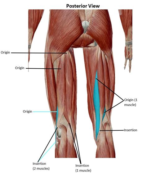 Posterior Muscles That Move The Leg Origins And Insertions Diagram