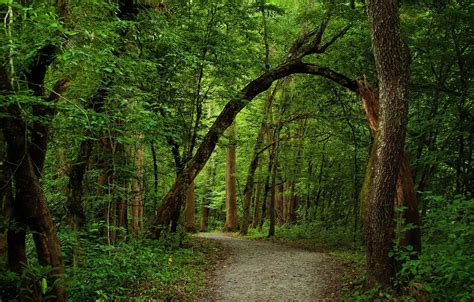 Summer Path Wallpapers Wallpaper Cave