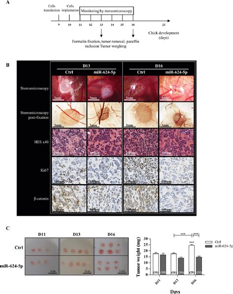 MiR 624 5p Inhibits HBL Tumor Development In Vivo A Huh6 Cells Were