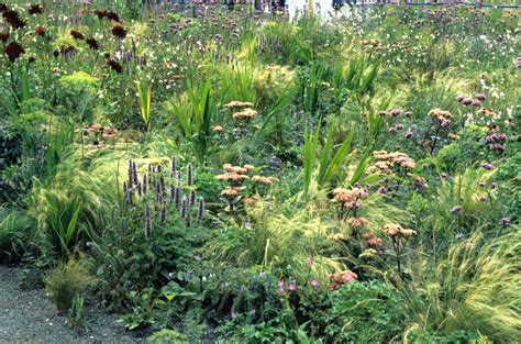 Piet Oudolf The Work Of Dutch Planting Designer Piet Oudol Flickr