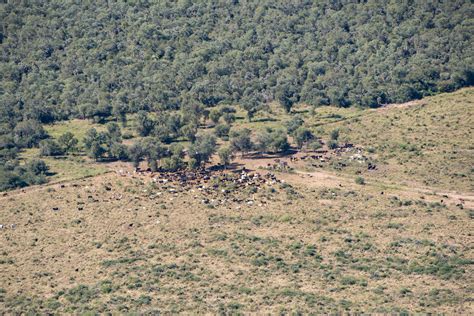 Fundación Greenpeace Argentina Basta de desmontes en Chaco