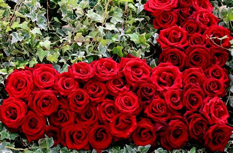 Fondos de pantalla corazón rojo Rosa flor flora pétalo Brotes