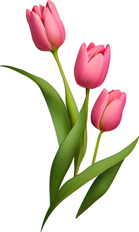 Pink Realistic Tulip Flowers Bouquet 17222227 PNG