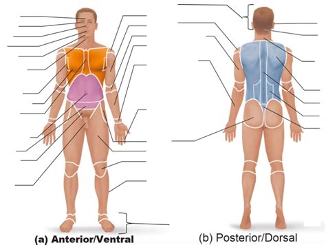 Body Regions Diagram Quizlet
