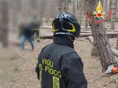 Boscaiolo Taglia Un Albero Che Poi Gli Cade Addosso Muore 33enne Nel