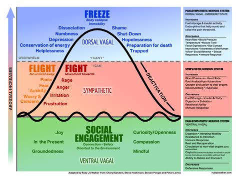 The Polyvagal Theory Breathe Your Power
