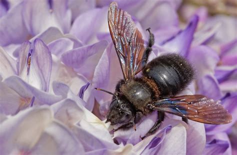 Les Abeilles Charpenti Res Des Insectes Fascinants Au Service De La