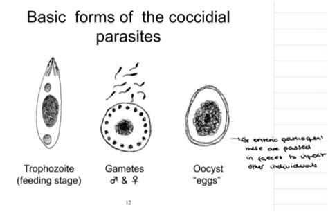 Protozoa Flashcards Quizlet