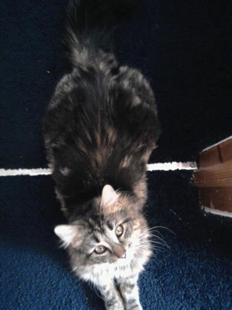 Pregnant Cat Temperature Dropped Page 6 Thecatsite
