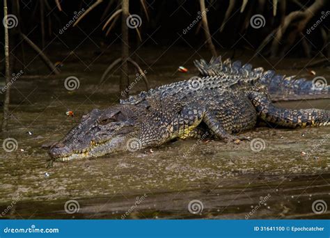 Crocodilo Da água Salgada porosus Do Crocodylus Foto de Stock