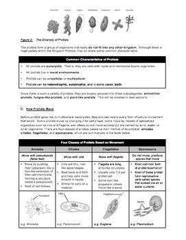 Taxonomy Or Classification Worksheet On Protists Or Kingdom Protista