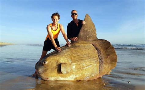 Top 15 Des Plus Gros Poissons Du Monde