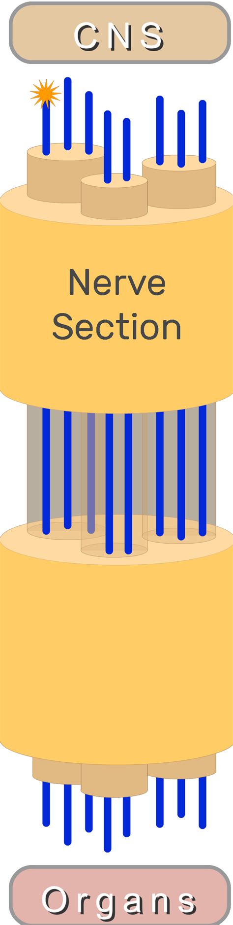 Major Organs And Divisions Of The Nervous System Getbodysmart
