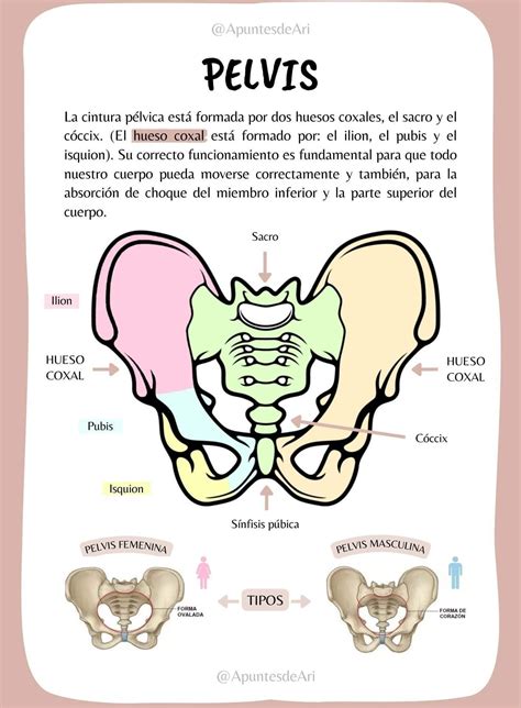 Pelvis Anatom A M Dica Anatomia Y Fisiologia Humana Libros De Anatomia