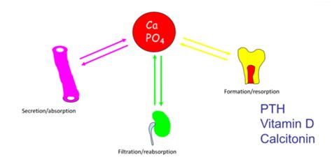 LEC19 Calcium Homeostasis Flashcards Quizlet