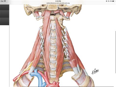 Prevertebral And Scalene Muscles Diagram Quizlet