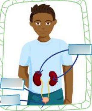 Excretory System Diagram Quizlet
